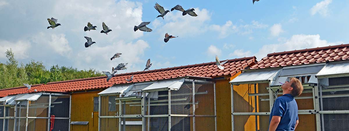 News - Verband Deutscher Brieftaubenzüchter e.V.